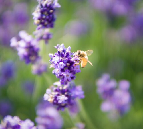 Het belang van insecten in de tuin